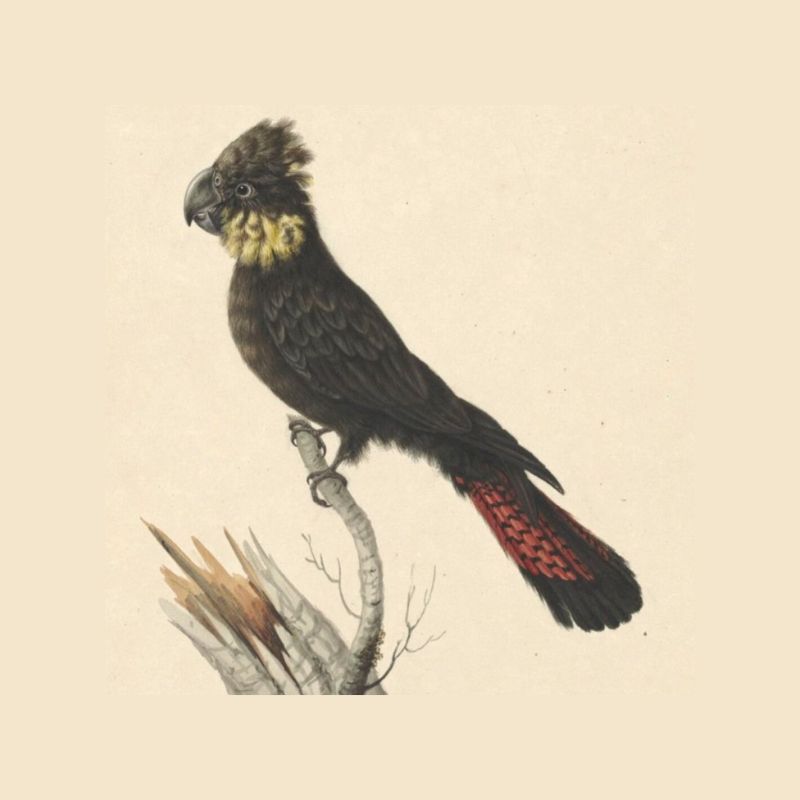 RAHS Subscriptions: Journals – Vol 109 Pt 1 June 2023